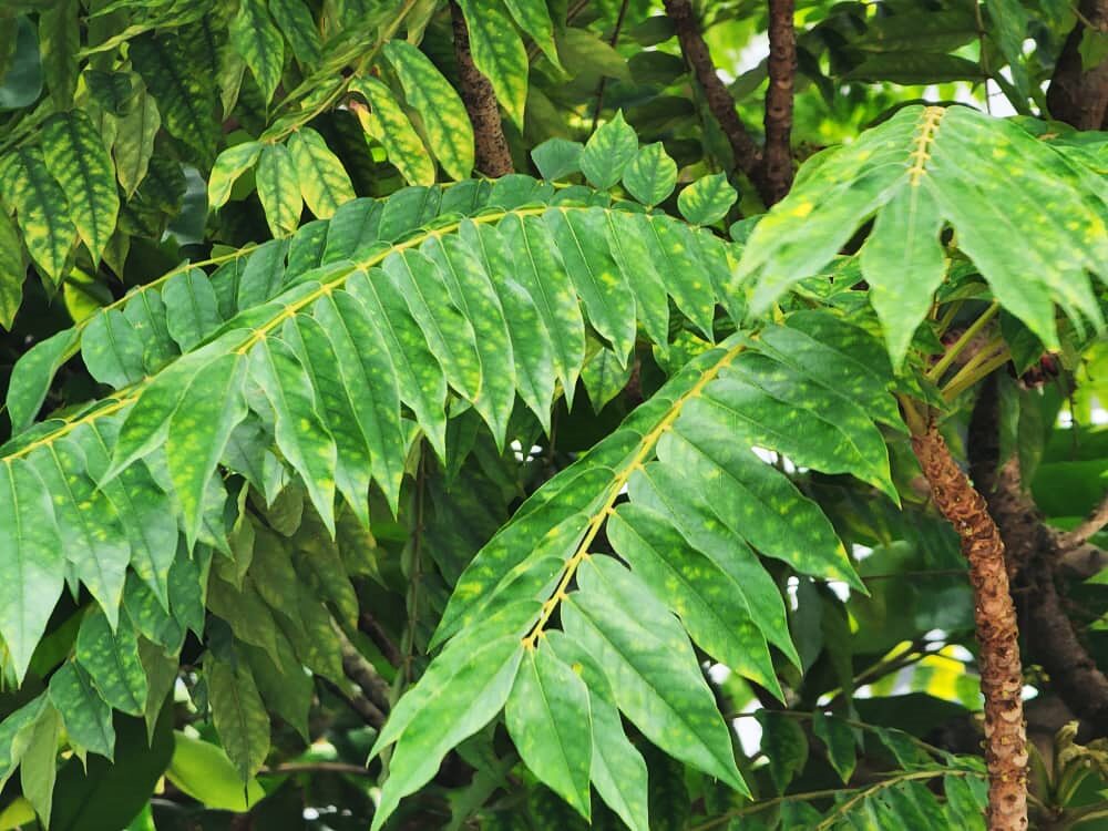 Masam-masam Si Belimbing Buluh