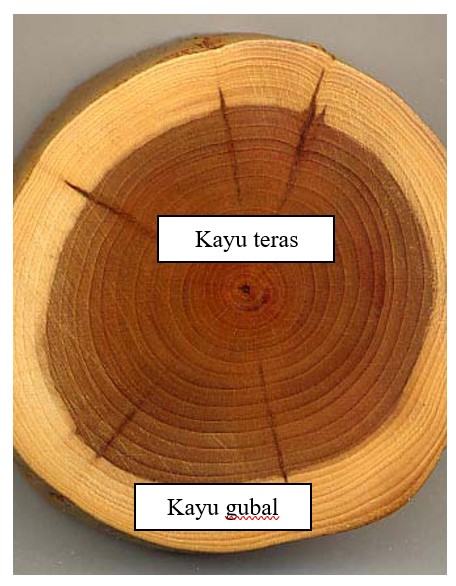 Menelusuri Keajaiban Alam di Sebalik Pokok Kayu